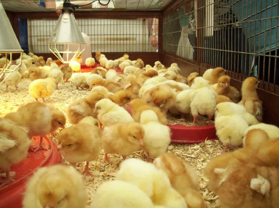 Full Guides On Day Old Chicks Brooding Management Benefits