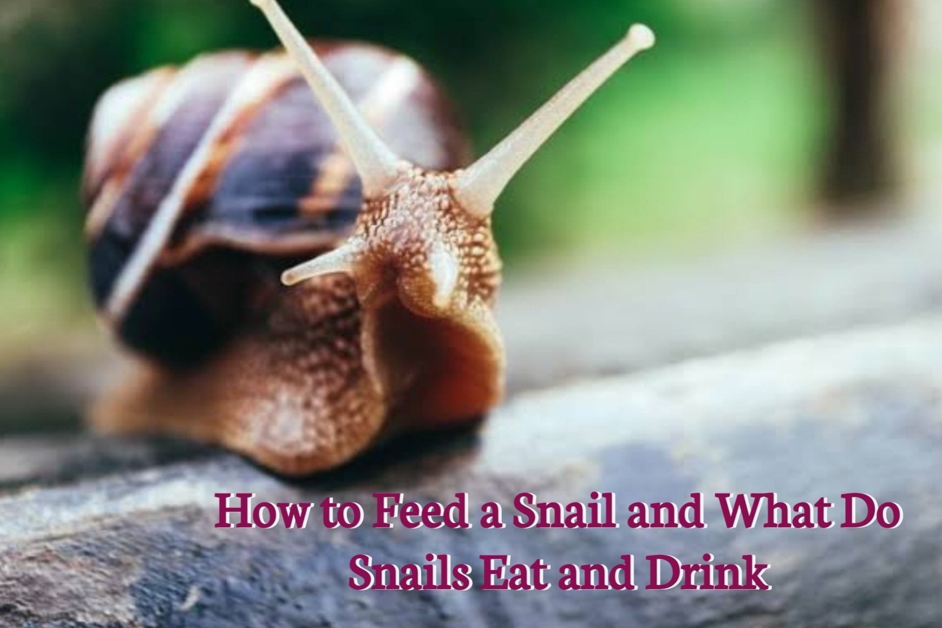 Snail Farming Business: How To Feed a Snail