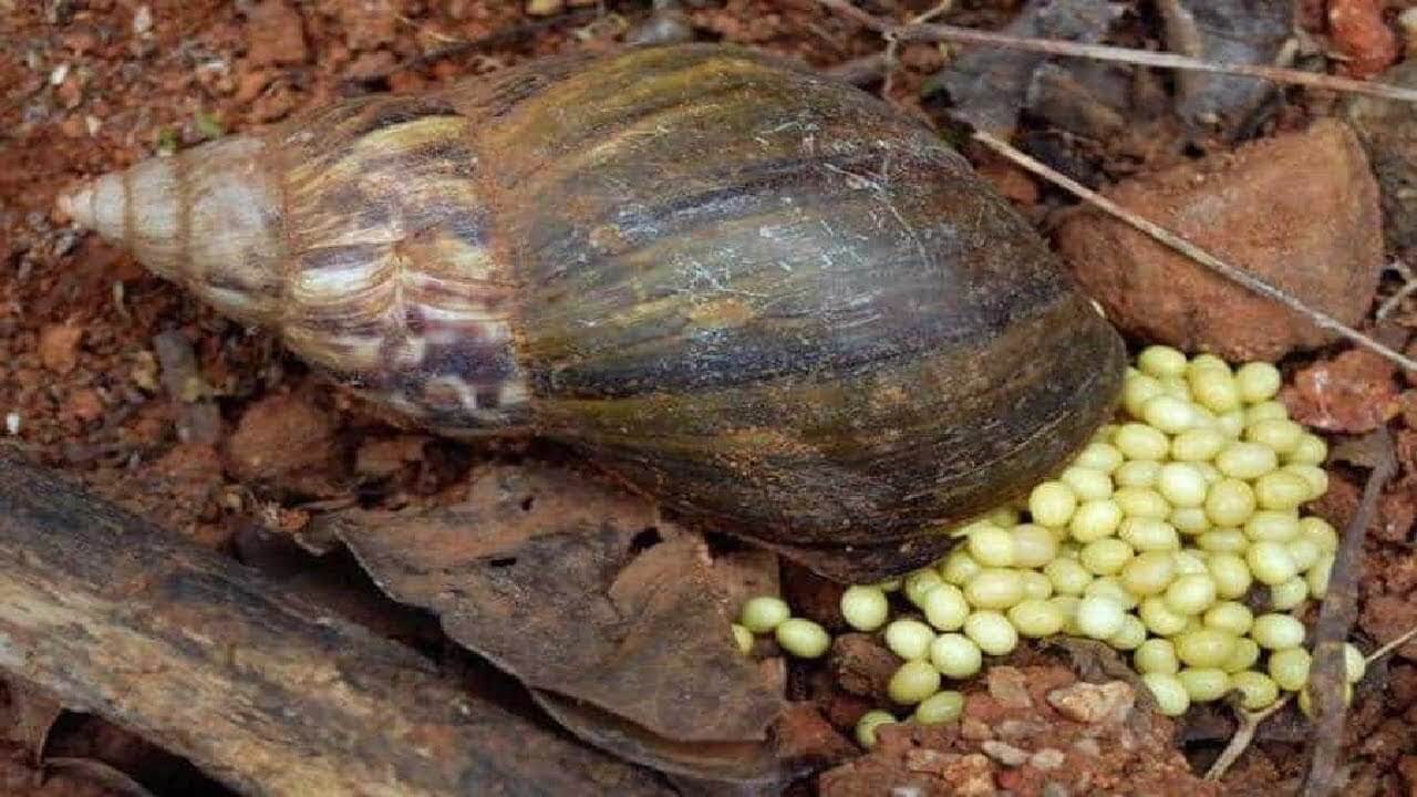 Snail Farming: How to Start and Make Money From Snail