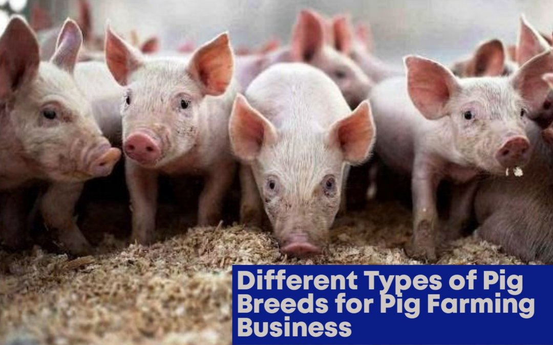 Pig Feeds And Feeding Formulation