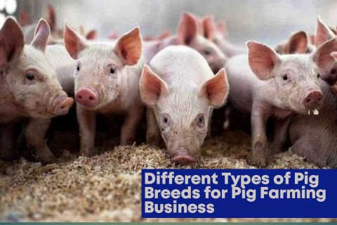 Pig Feeds And Feeding Formulation